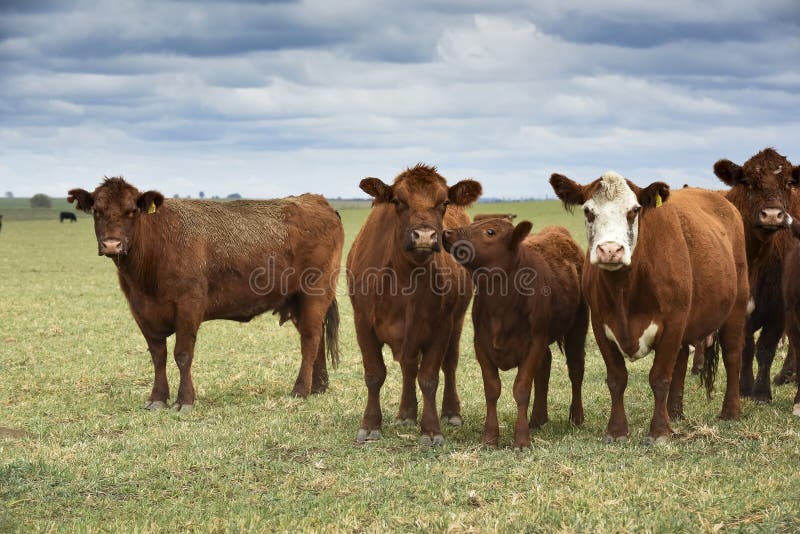 Group of Cows Looking at the Camera, Buenos Aires Province, Stock Photo ...