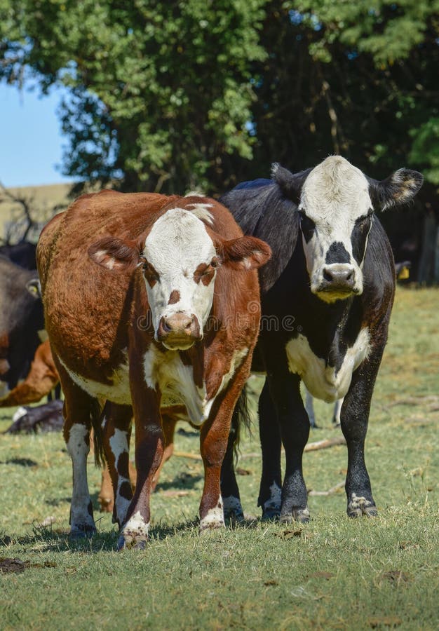 Group of Cows Looking at the Camera, Buenos Aires Province, Stock Photo ...