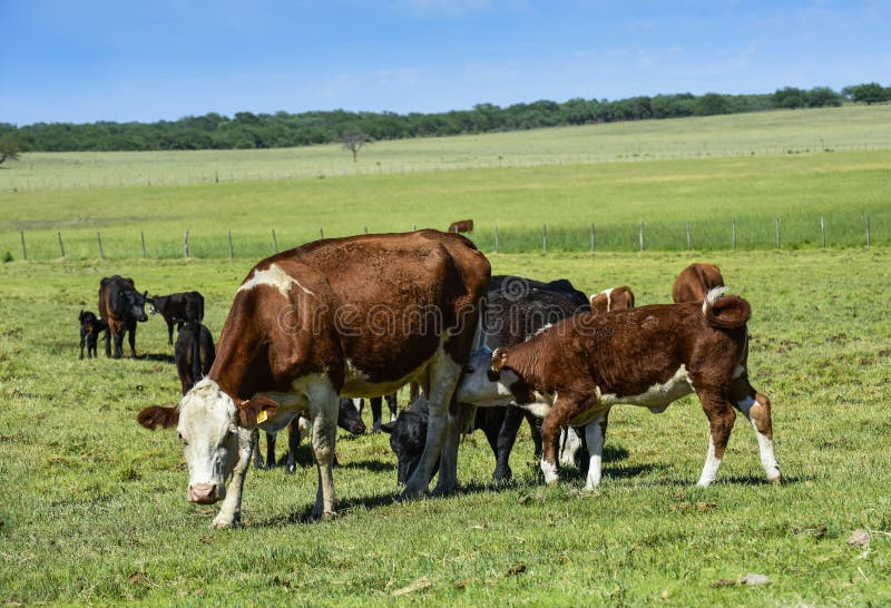 Group of Cows Looking at the Camera, Buenos Aires Province, Stock Image ...