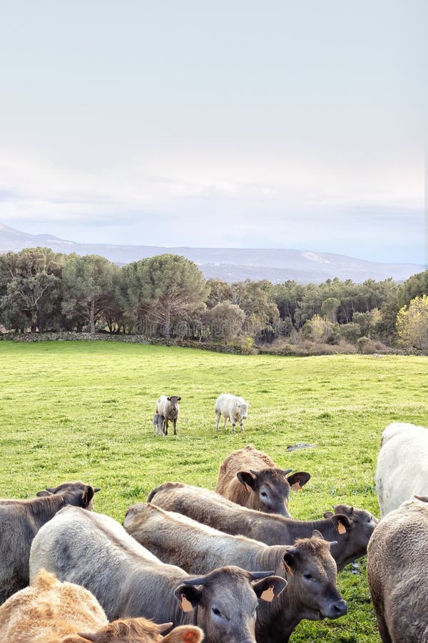 Group of Cows in a Meadow of an Extensive Cattle Ranch Stock Image ...