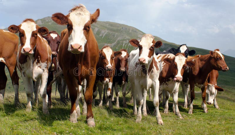 Group of cows on pasture stock photo. Image of camp, mammal - 27192684