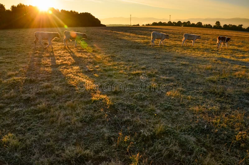 Group of Cows on Pasture in Orange Sunset Light Stock Photo - Image of ...