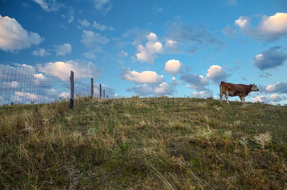 Group of Cows on Pasture in Orange Sunset Light Stock Image - Image of ...