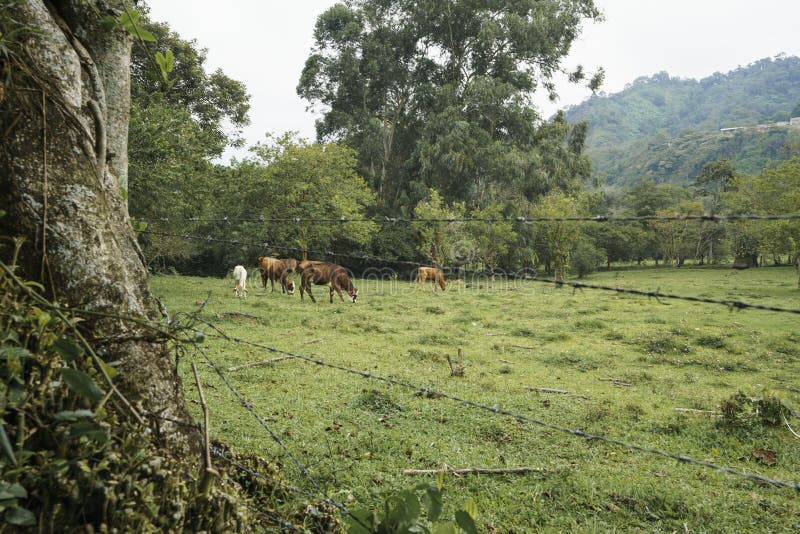Group of Cows Pasturing in a Green Farm Stock Photo - Image of beef ...