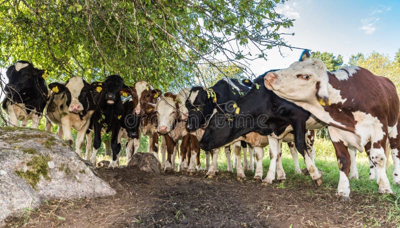 Group of Cows Posing Together Under a Tree Stock Image - Image of ...
