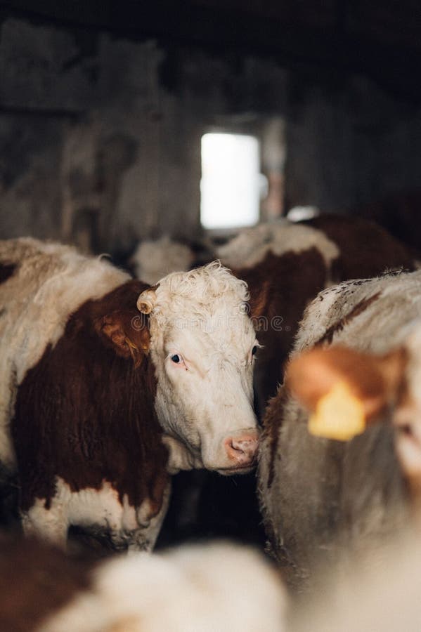Group of Cows Standing in a Barn. Stock Image - Image of group ...