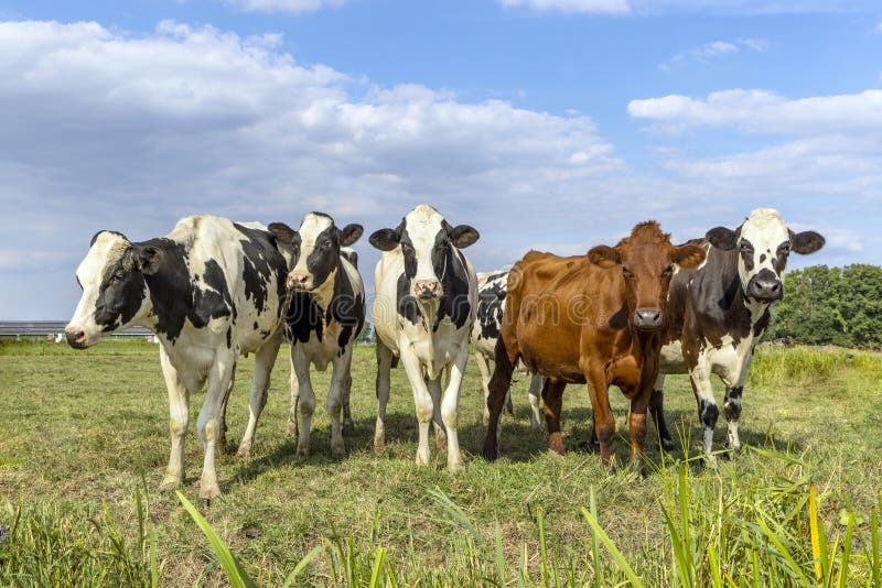 Herd of Cows Together in a Field, Happy and Joyful and a Cloudy Sky ...