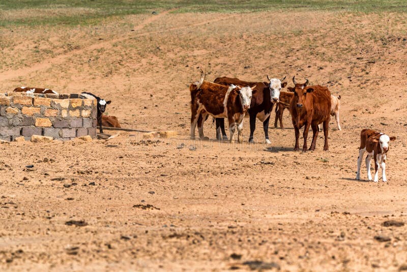Group of Cows Stands on Dry Ground Stock Image - Image of brown, group ...