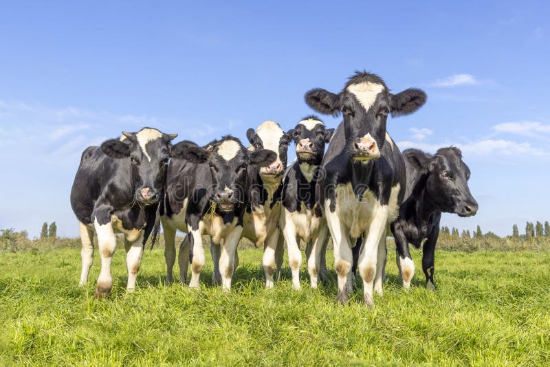 Group of Cows Together in a Field, Happy and Joyful and a Blue Cloudy ...