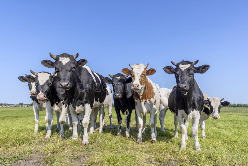Group Cows Together Gathering in a Field, Happy and Joyful and a Blue ...
