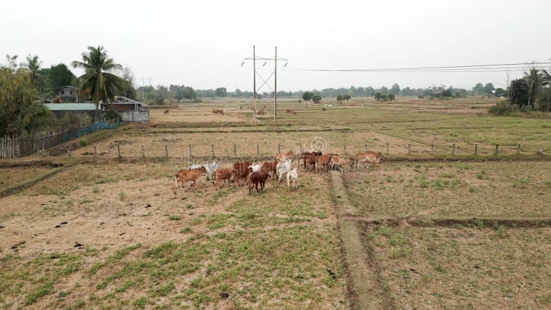 A Group of Cows Walking through a Farm Field Stock Footage - Video of ...