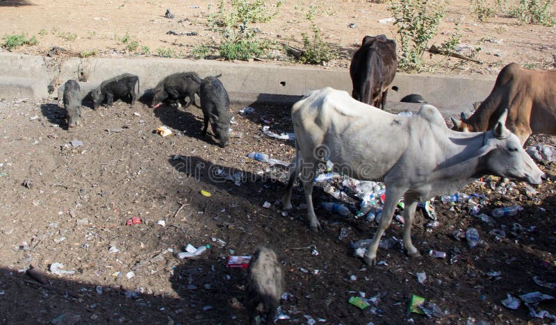 Cows and Pigs Rummaging through Trash in India Stock Image - Image of ...