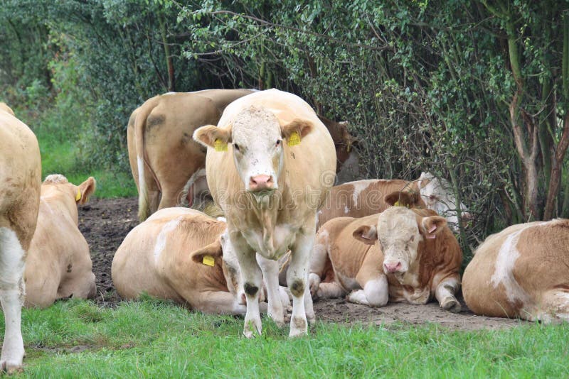 Group of Creamy Beautiful Cows are Resting in a Green Field Stock Photo ...