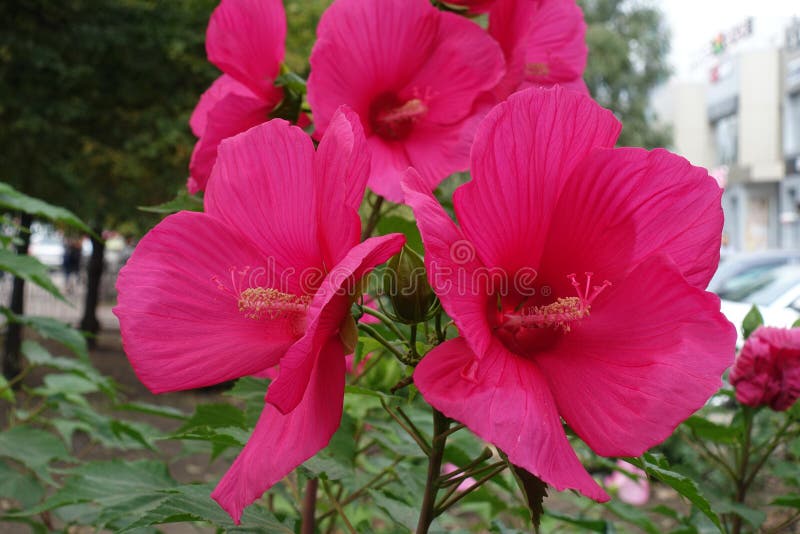 Group of Crimson Red Flowers of Hibiscus Moscheutos in August Stock ...