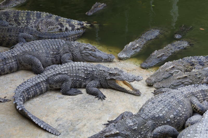 Group Crocodile is Rest on Garden Stock Photo - Image of wild, closeup ...