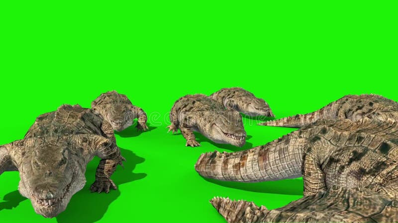 Crocodile Walkcycle Loop Front Green Screen 3D Rendering Animation ... Crocodile Walkcycle Loop Front Green Screen 3D Rendering Animation ...