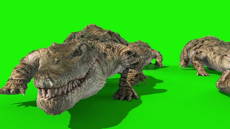 Crocodile Walkcycle Loop Front Green Screen 3D Rendering Animation ... Crocodile Walkcycle Loop Front Green Screen 3D Rendering Animation ...