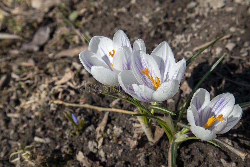 Group of crocus flowers stock image. Image of colourful - 209159287