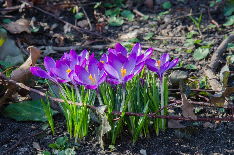A group of Crocus flowers stock image. Image of closeup - 52232321