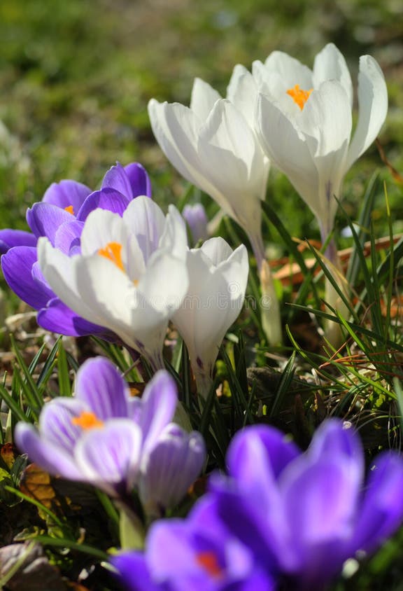 Group of crocus in spring stock image. Image of easter - 13316953