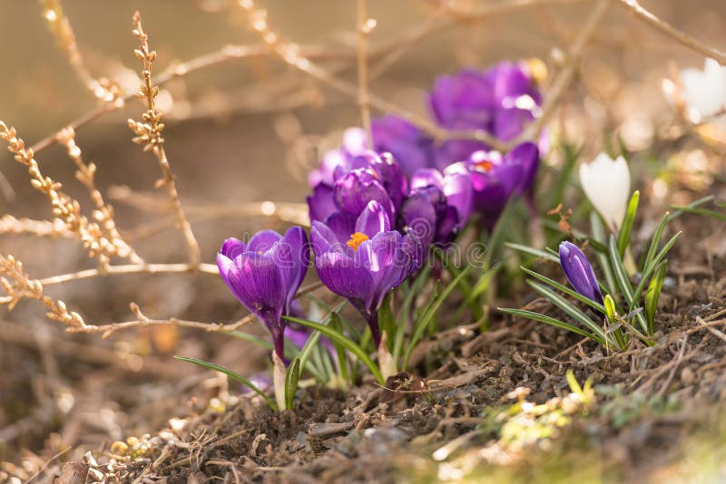 Group of crocuses stock image. Image of flowering, crocus - 176333033