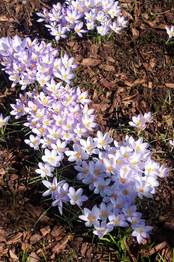 A Group of Crocuses; Crocus Scepusiensis; Early Spring Stock Image ...