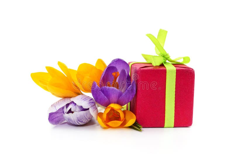 Group of Crocuses and Gift Box Stock Photo - Image of birthday, garden ...