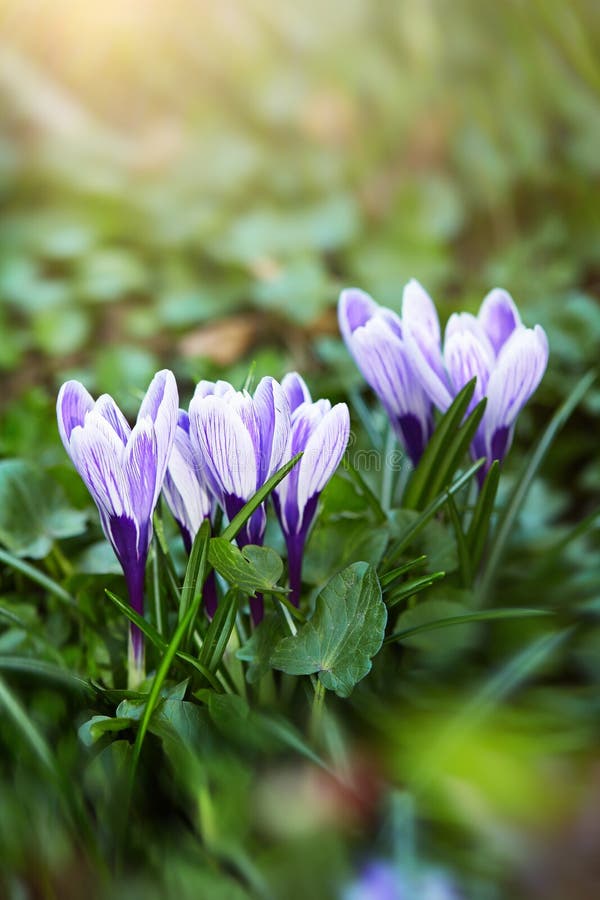 Group of crocuses stock image. Image of flowering, crocus - 176333033