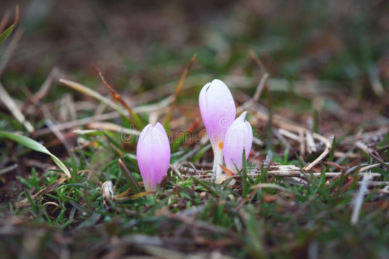Group of crocuses stock image. Image of flowering, crocus - 176333033
