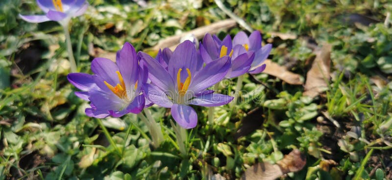 Group of crocuses stock image. Image of flowering, crocus - 176333033