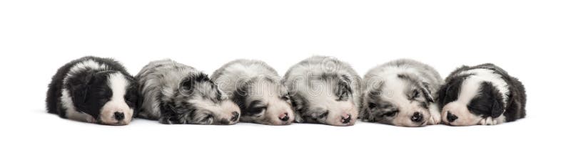 Puppies stock image. Image of dogs, puppies, pets, animals - 23301575