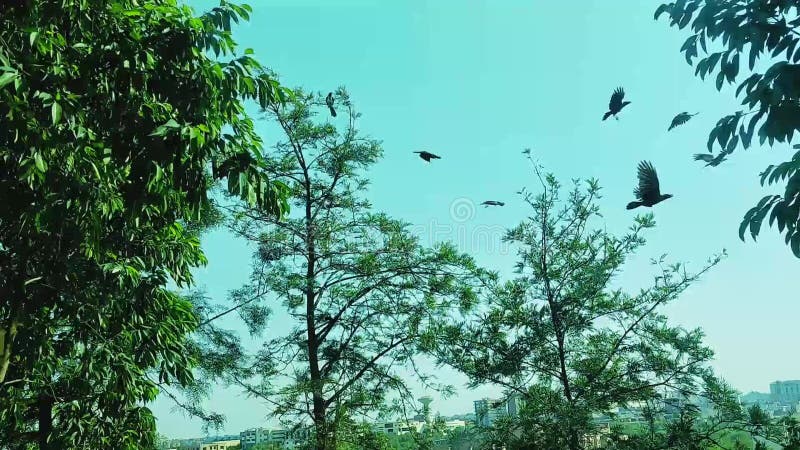 A Group of Crow Birds is Seen Gathering and Flying Around a Tree, Stock ...