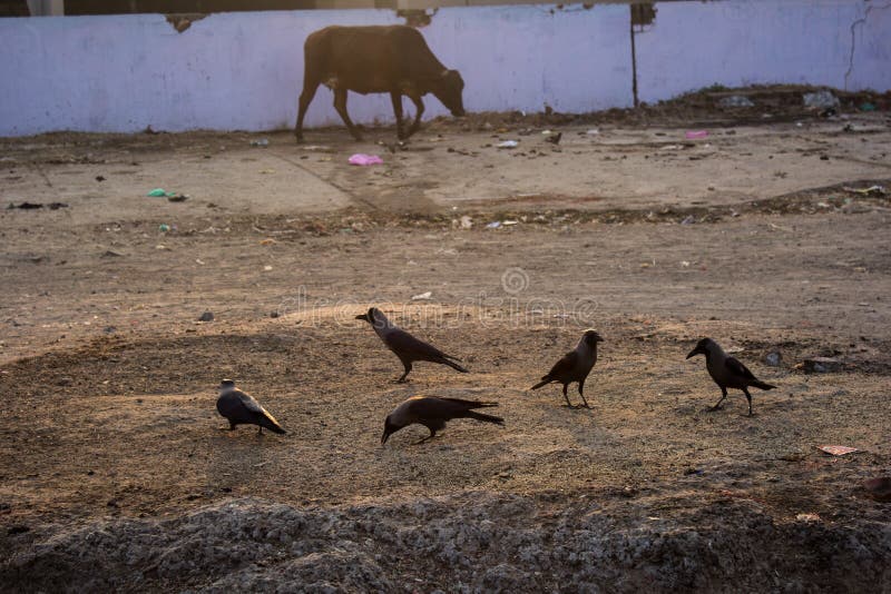 Group of Crow and Calf Taking Breakfast in the Morning Stock Image ...