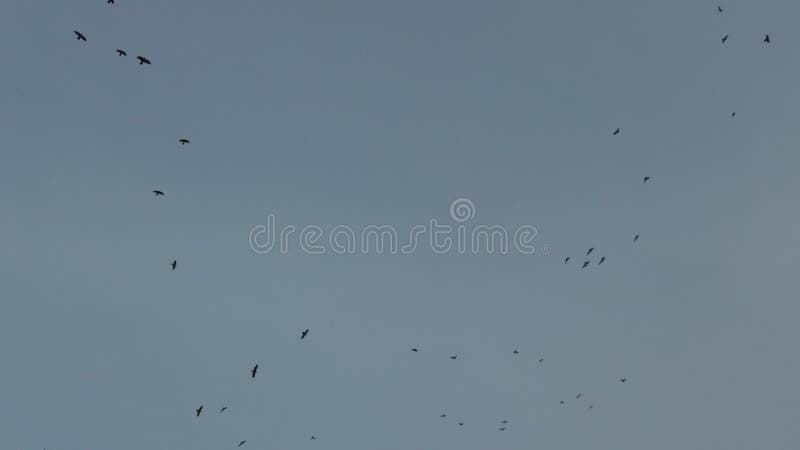 Group of Crows Flying Against Clear Blue Sky Stock Video - Video of ...