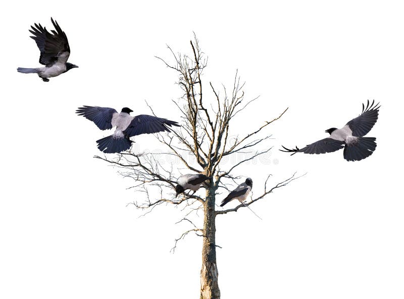 Group of Crows Near Bare Tree on White Stock Photo - Image of trunk ...