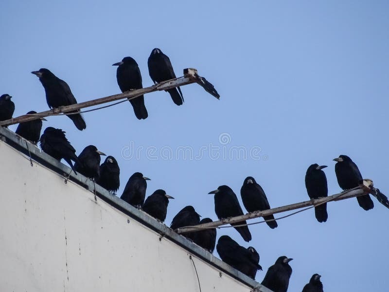 Group of Crows on the Roof of a Building Stock Image - Image of crow ...