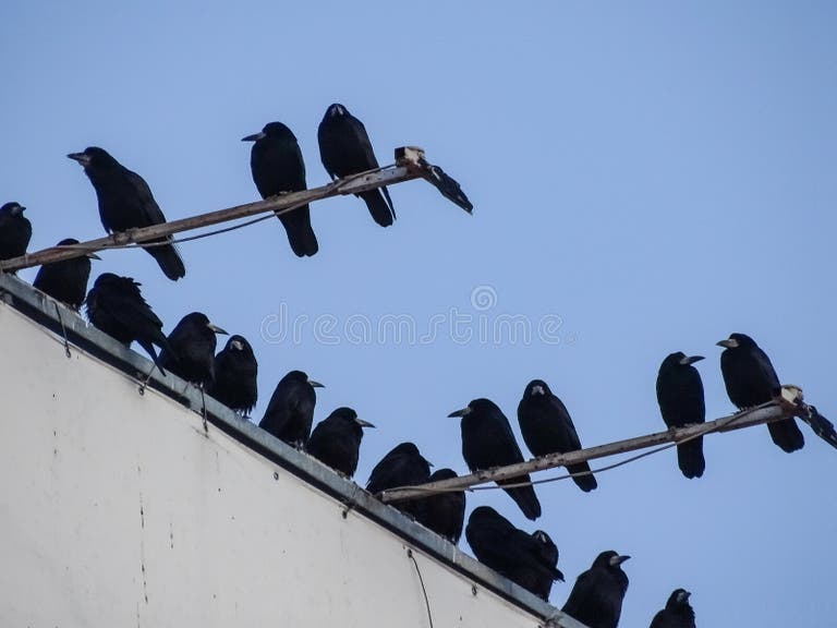 Group of Crows on the Roof of a Building Stock Image - Image of crow ...
