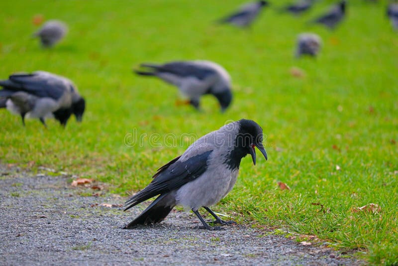 A Group of Crows Sitting on a Meadow in a Park Foraging for Food Stock ...