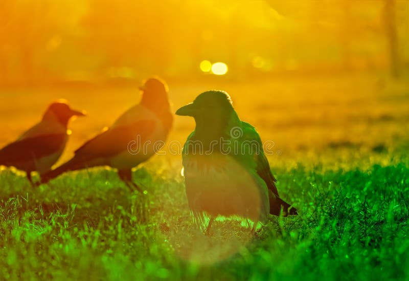 Crows in field in summer stock photo. Image of crow - 135018602