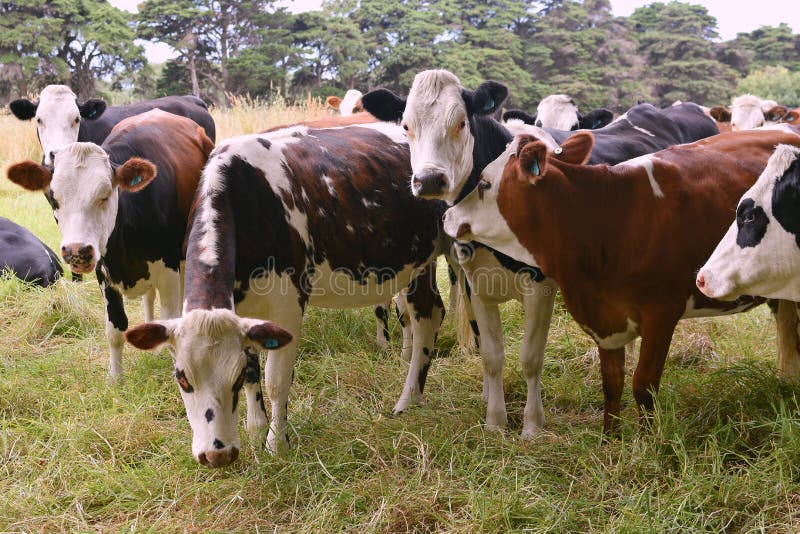 Group of curious cows stock photo. Image of meadow, grass - 208641288