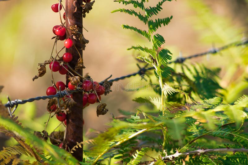 Group of Currants Around a Rusty Fence Post Surrounded by Ferns ...