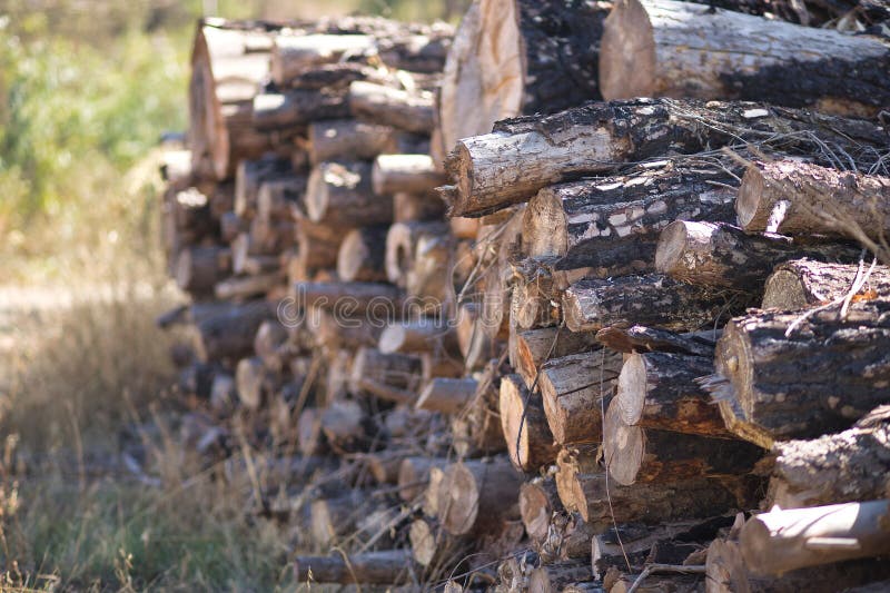 Group of Cut and Stacked Logs Ready for Transport. Concept Exploitation ...