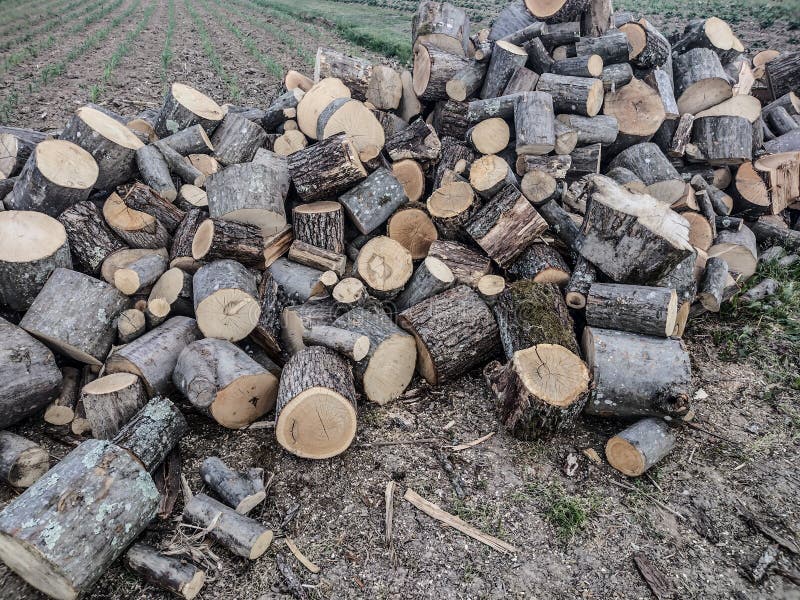 Group of cut wood for fire stock image. Image of pile - 248119687