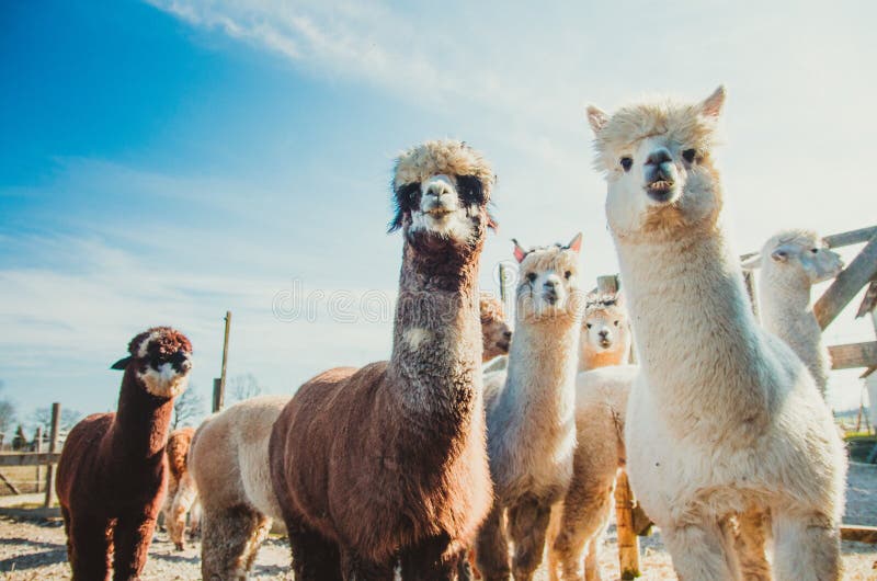 Group of Cute Alpacas in Outside Looking Stock Photo - Image of white ...