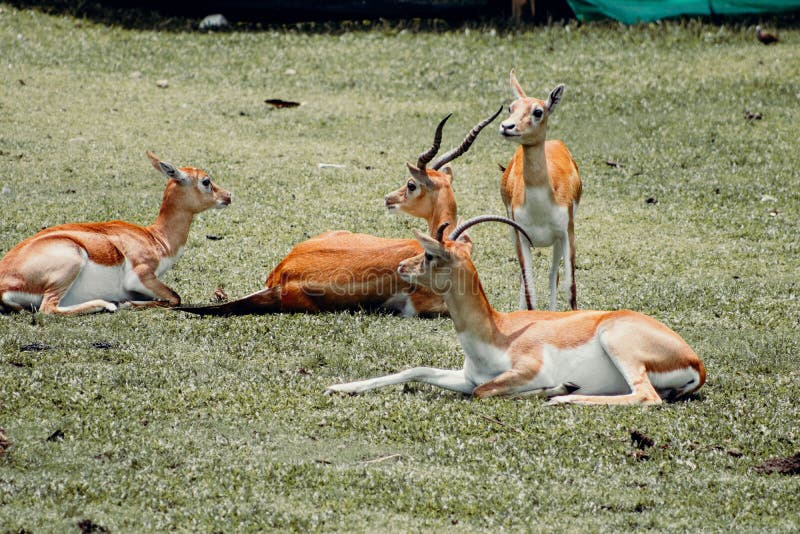 Group of Cute Antelopes Resting in a Field Stock Photo - Image of ...