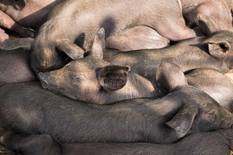 Group Cute Baby Black Pig Sleeping in Pigpen. Stock Photo - Image of ...