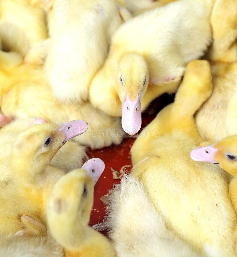 Group of Cute Baby Ducklings Stock Photo - Image of birds, lovable ...