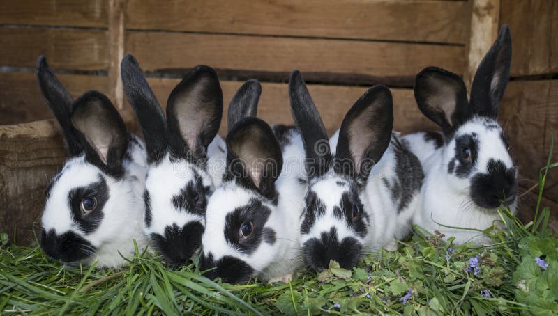Group Cute Black and White Rabbits with Spots Stock Image - Image of ...
