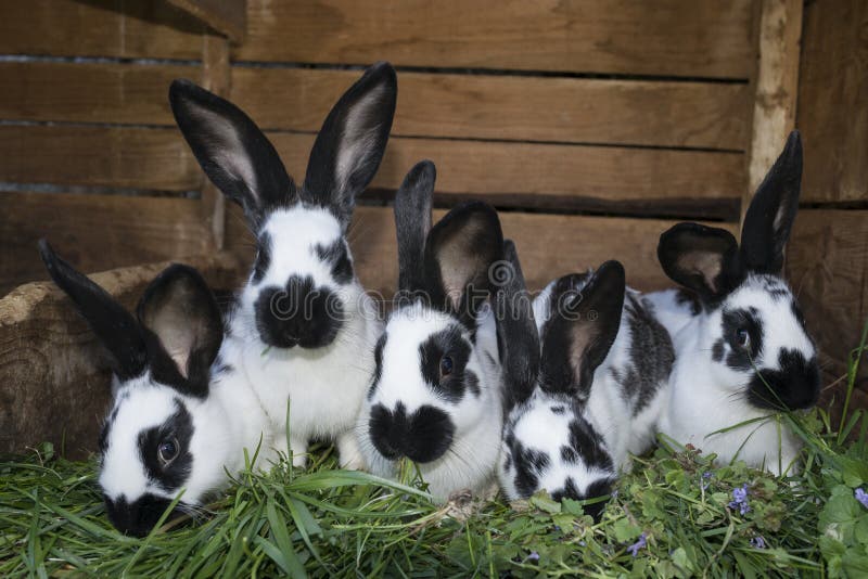 Group Cute Black and White Rabbits with Spots Stock Image - Image of ...