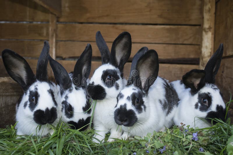 202 White Rabbit Black Spots Stock Photos - Free & Royalty-Free Stock ...